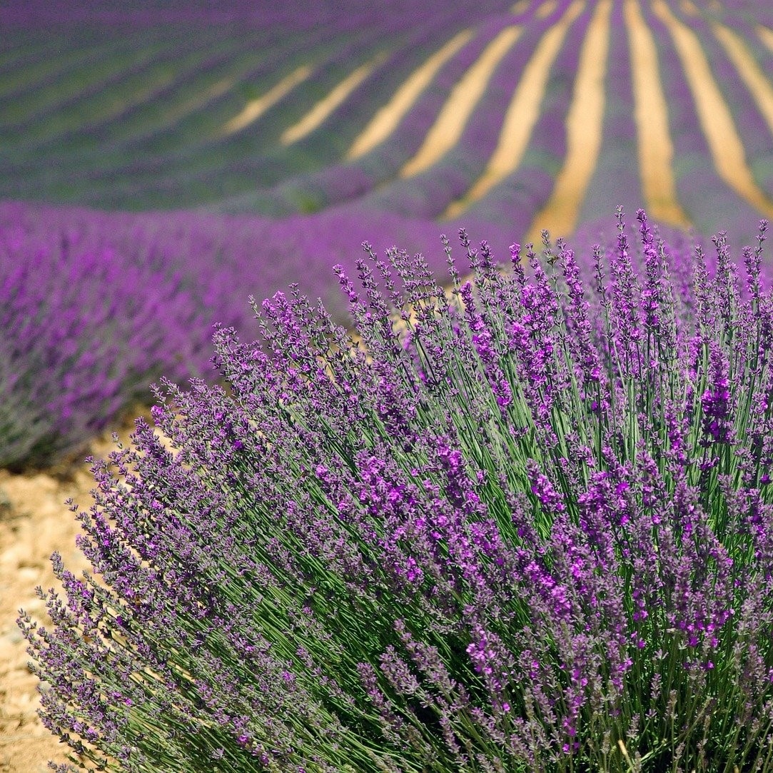 LAWENDA GROSSO ~NAJBARDZIEJ AROMATYCZNA~ sadzonka 13596428162 - Allegro.pl