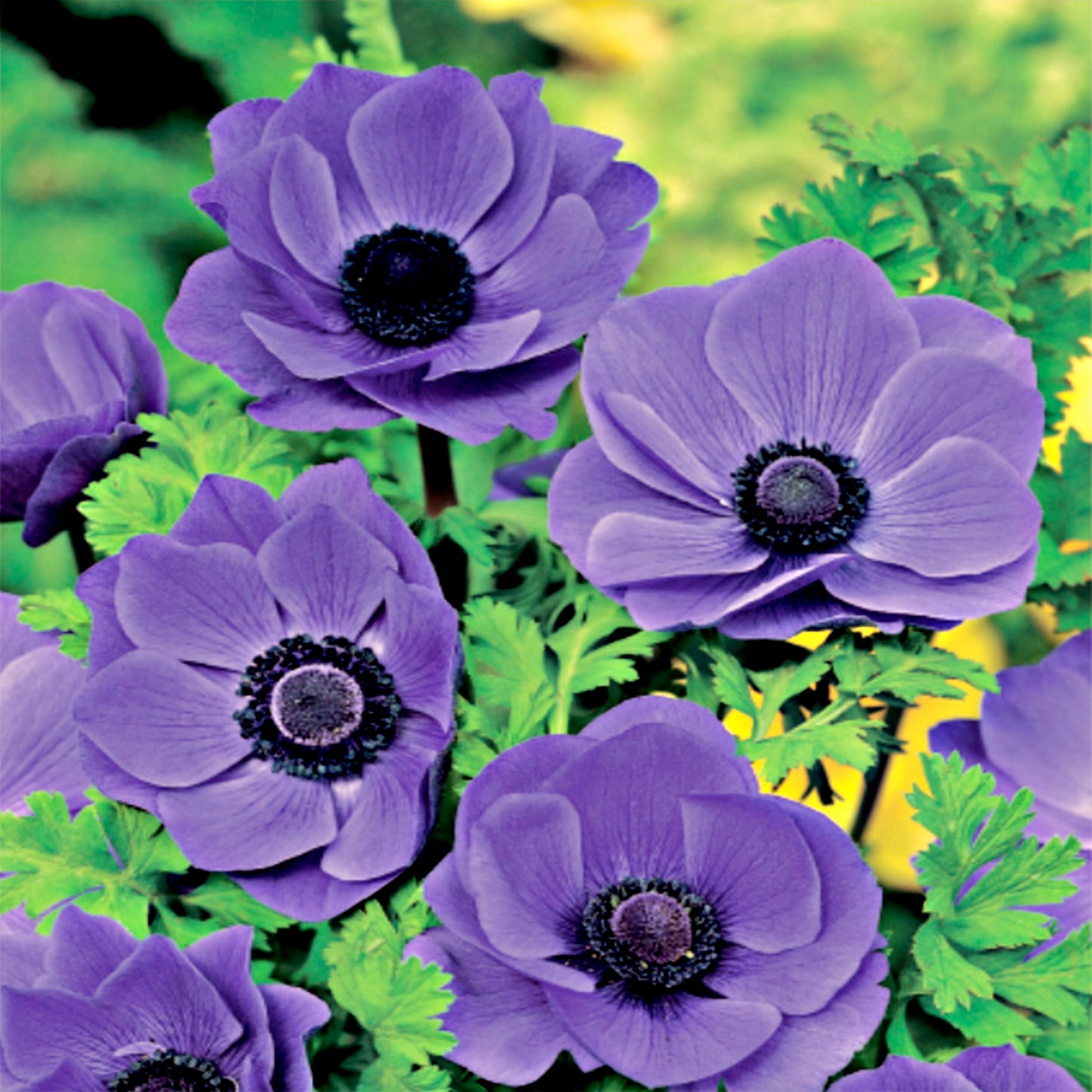 Anemon Zawilec Mr. Fokker 10 szt Anemony Zawilce (5905141104066) • Cena ...