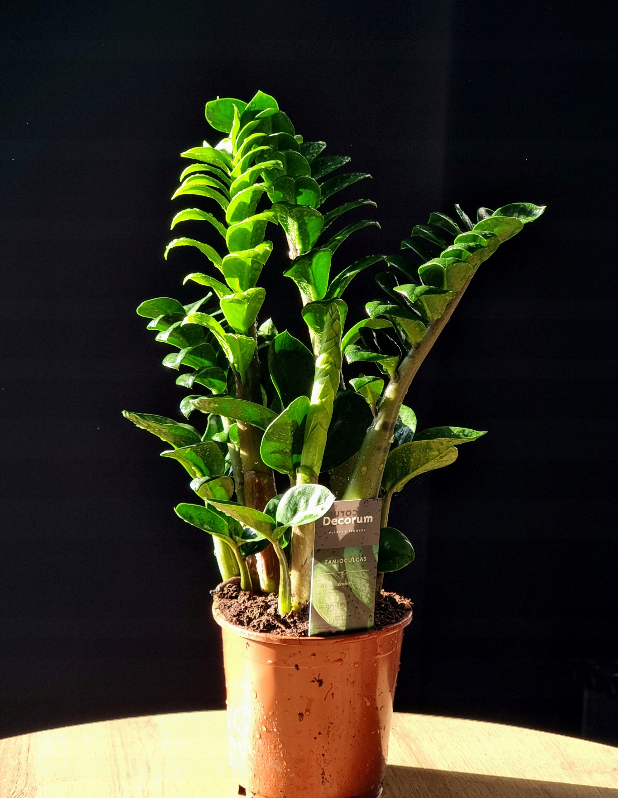 Przedmioty użytkownika SelectedPlants - Rośliny doniczkowe - Allegro