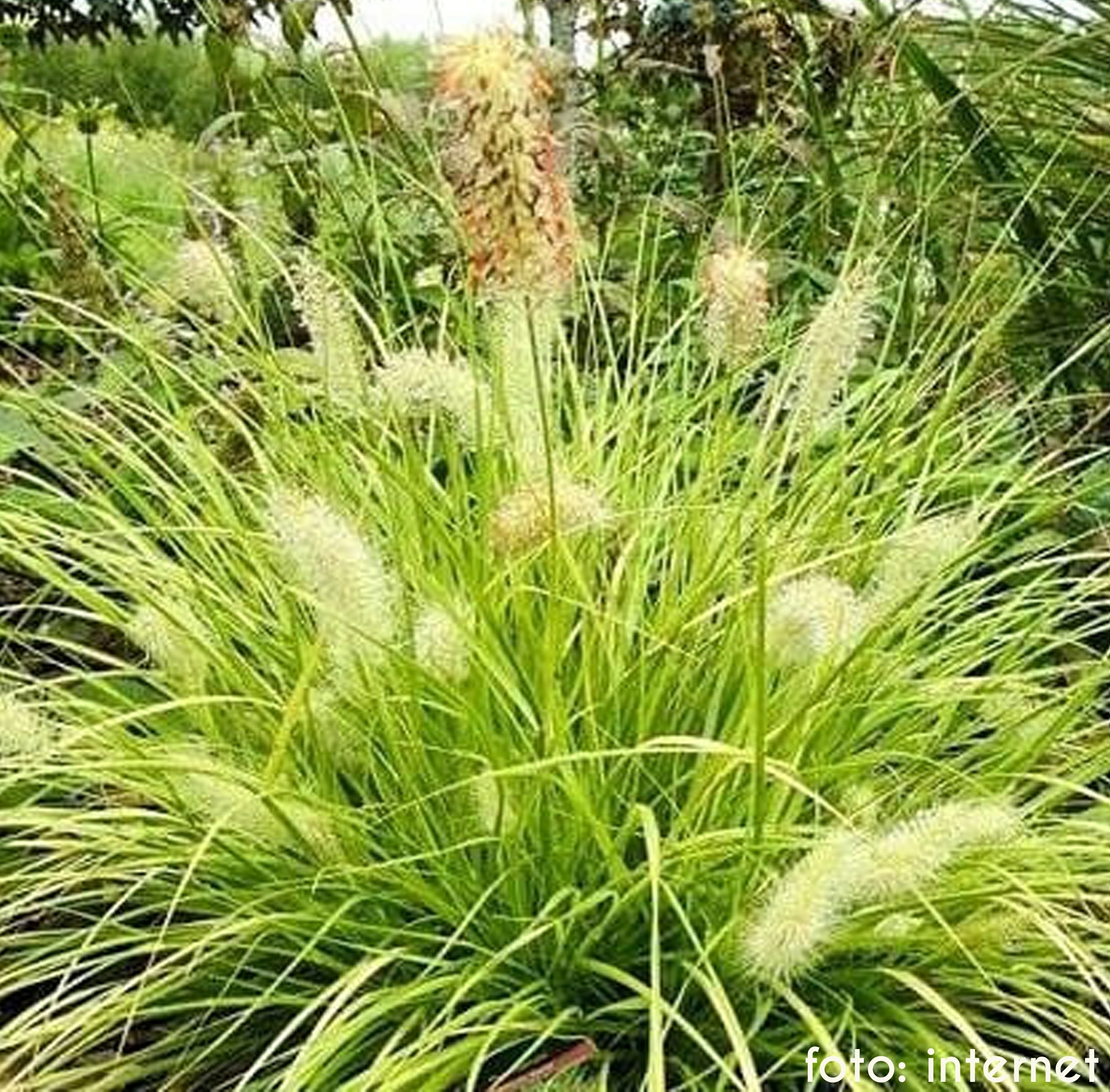 ROZPLENICA JAPOŃSKA HAMELN GOLD C2 • Cena, Opinie • Trawy 17591612506 ...