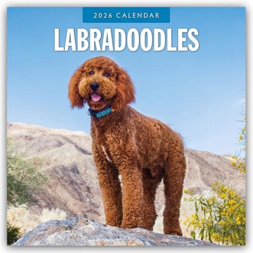 Labradoodles 2026 Square Wall Calendar RED ROBIN (17943571999 ...