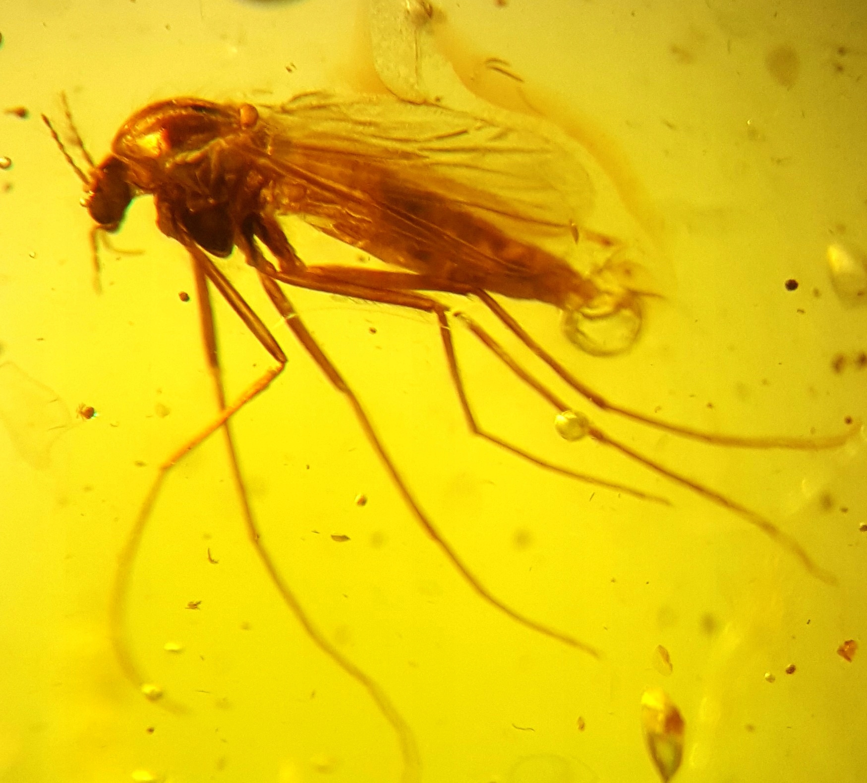 INKLUZJA mucha KOMAR owad w BURSZTYNIE bryłka+CERT 13508926619 - Allegro.pl