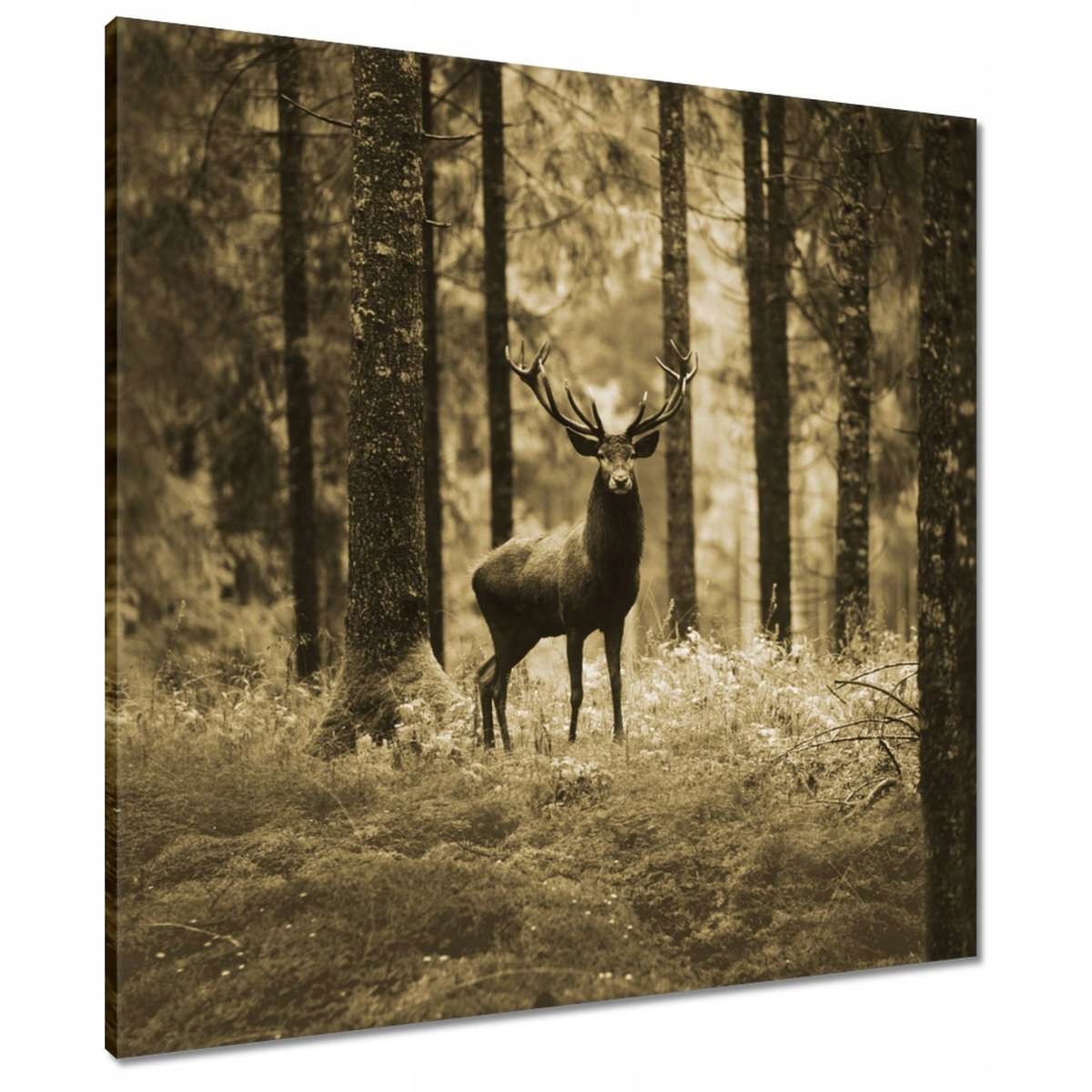 Vászonkép 70x70 Szarvas a szépia erdőben za 7775.00HUF-ért - Allegro