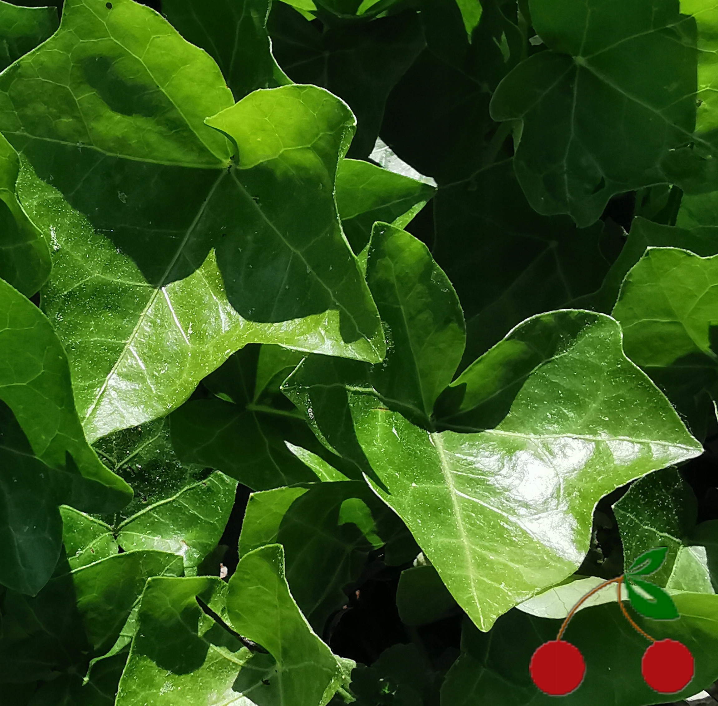 BLUSZCZ POSPOLITY P9 • Cena, Opinie • Rośliny pnące 12800780317 • Allegro