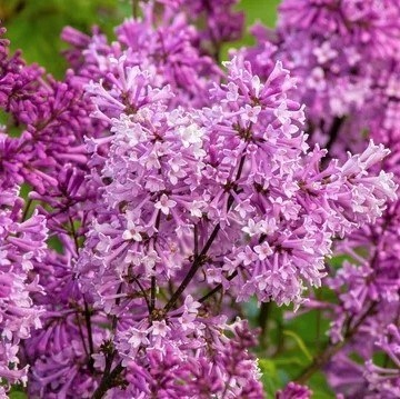 Lilaki sadzonka w pojemniku 2-3l 60-80 cm • Cena, Opinie • Drzewa i krzewy liściaste 17409747234 ...