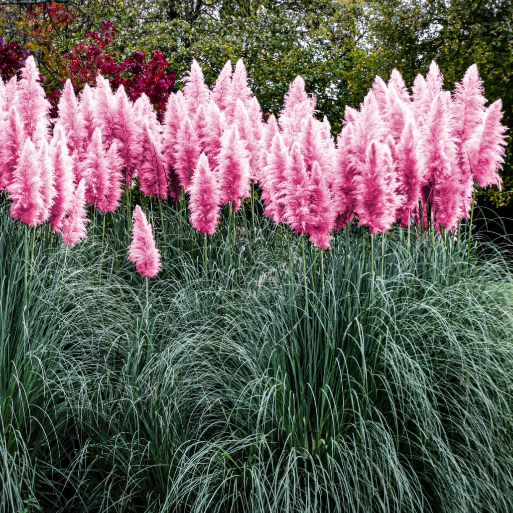 Trawa Pampasowa Różowa Duże Autentyczne Sadzonki (SkimiaPL) • Cena ...