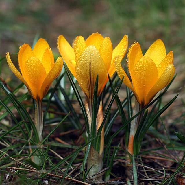 KROKUS WIOSENNY ŻÓŁTY ROMANCE cebulki 200 szt. + PREZENT (5907651400300 ...