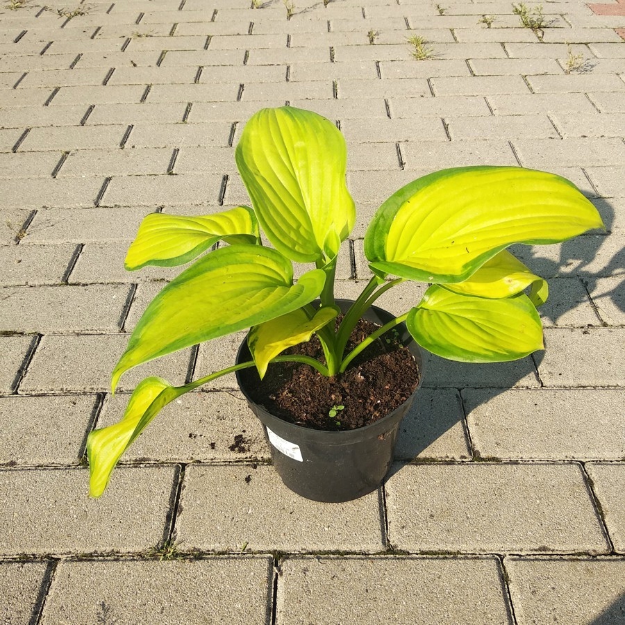 Funkia STAINED GLASS (Hosta) zółto-zielona w C2 (70298) • Cena, Opinie ... Funkia STAINED GLASS (Hosta) zółto-zielona w C2 (70298) • Cena, Opinie ...