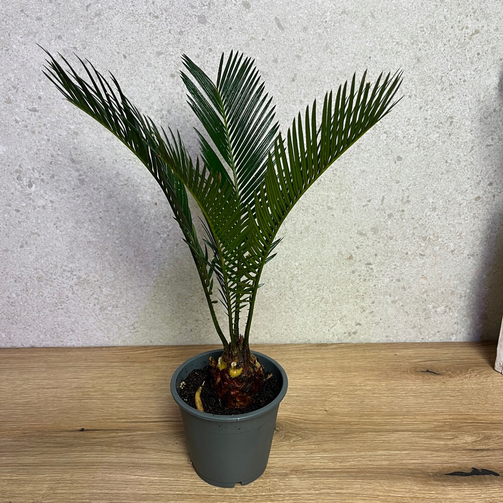 Cycas Revoluta Cykas Sagowiec • Cena, Opinie • Rośliny doniczkowe ...