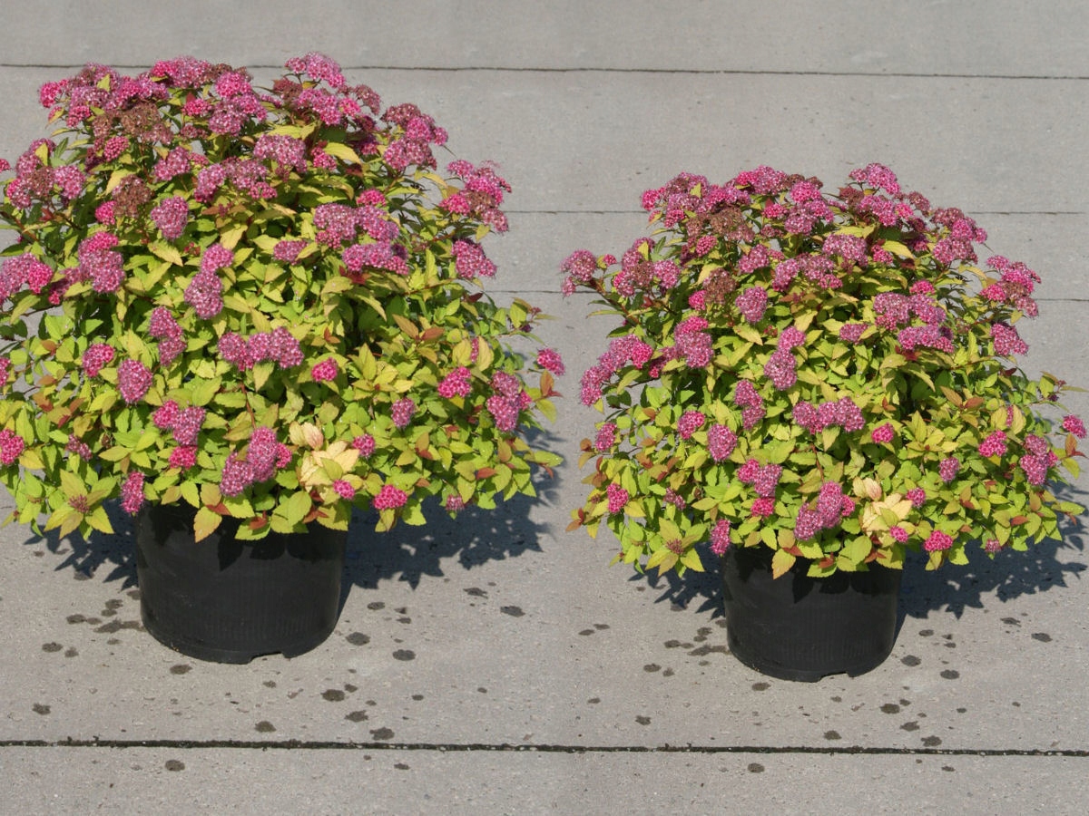 Tawuły czerwony, różowy sadzonka w pojemniku 1-2l 20-35 cm • Cena ...