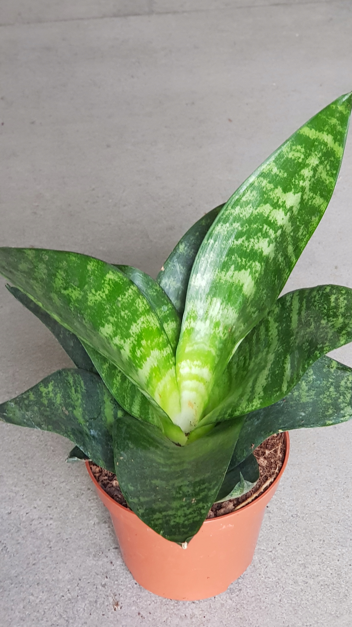 Sansewieria Sansevieria "Green Hahnii " • Cena, Opinie • Rośliny ...