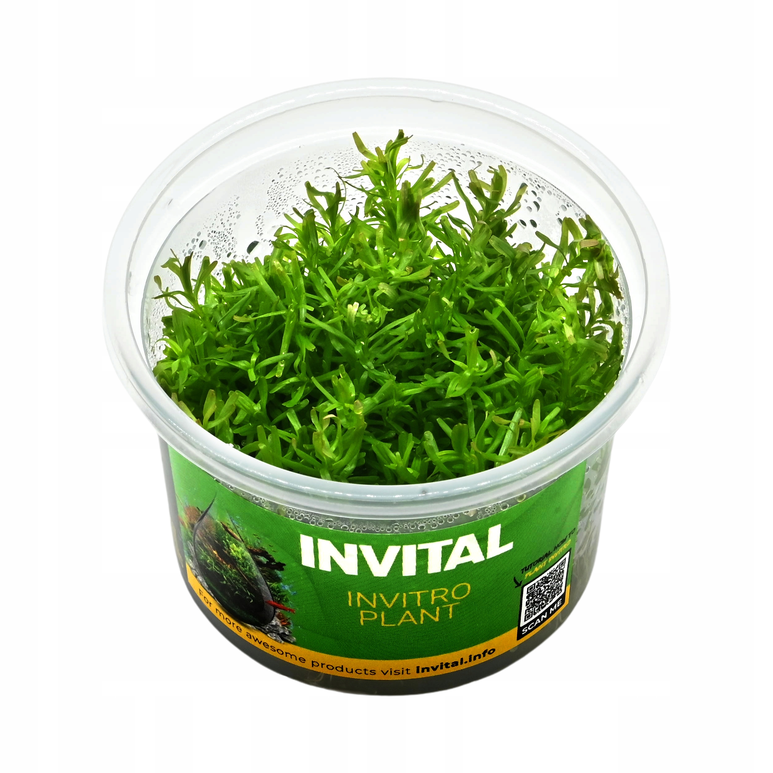 INVITAL Pogostemon yatabeanus in vitro Ø 7 cm (8596674009286) • Cena ...