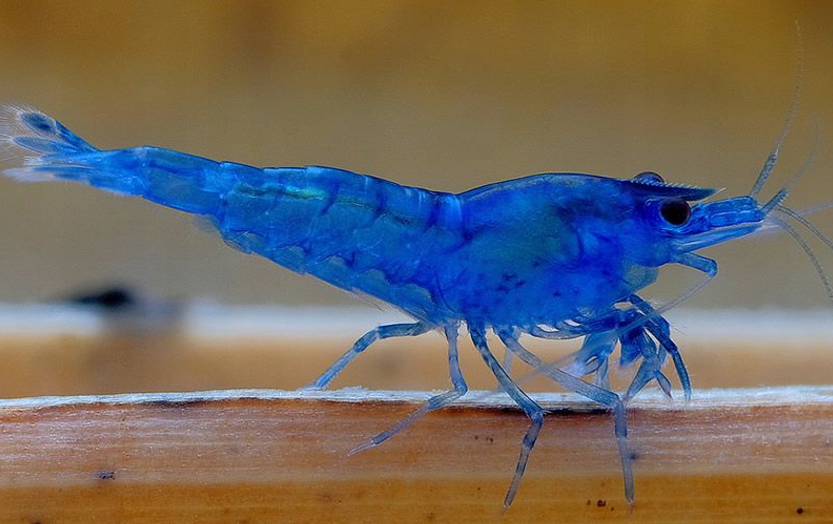 Krewetka BLUE VELVET - Neocaridina - Caridina • Cena, Opinie • Ryby ... Krewetka BLUE VELVET - Neocaridina - Caridina • Cena, Opinie • Ryby ...