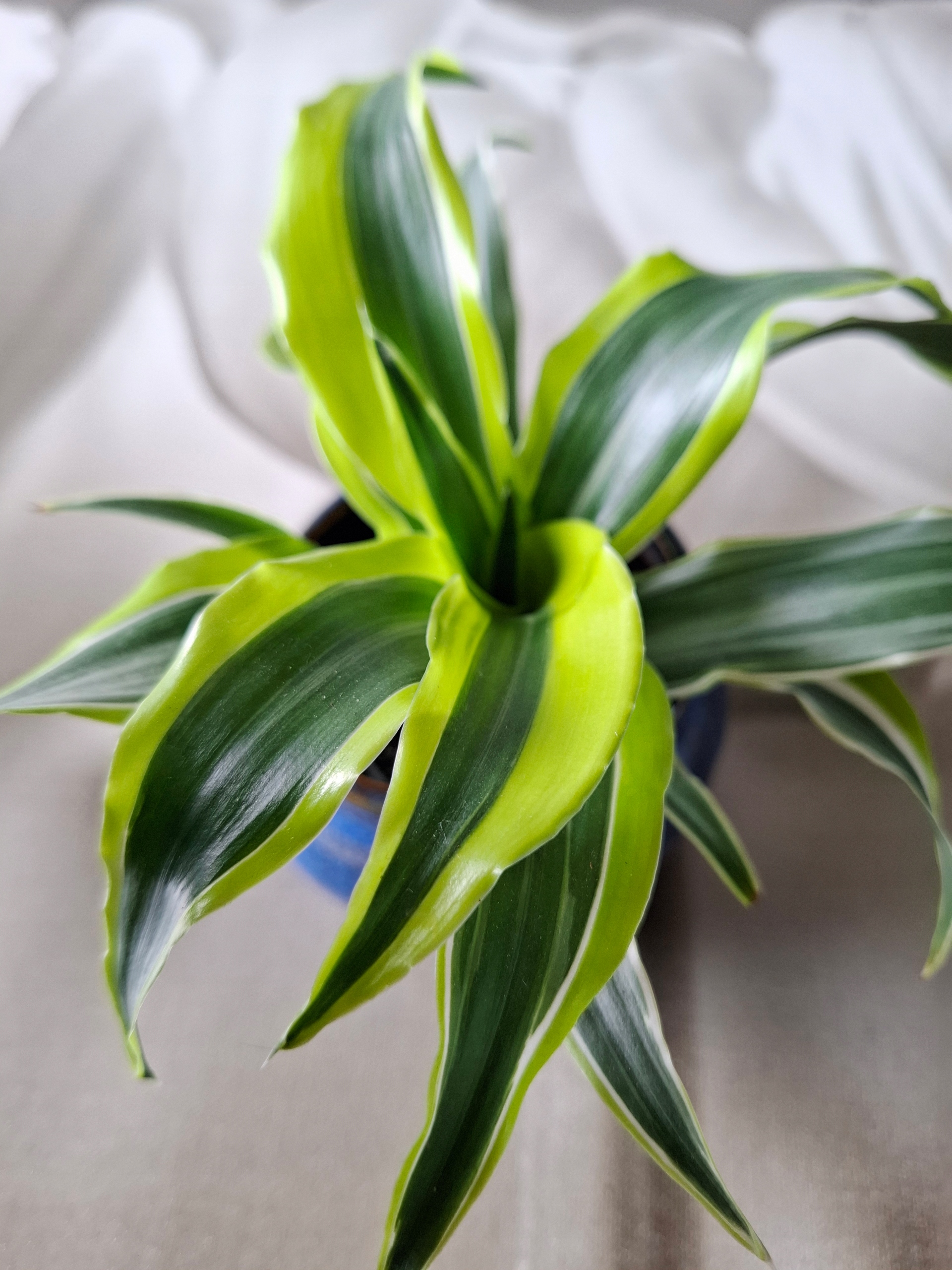 DRACAENA FRAGRANS 'LEMON SURPRISE' Dracena • Cena, Opinie • Rośliny ...