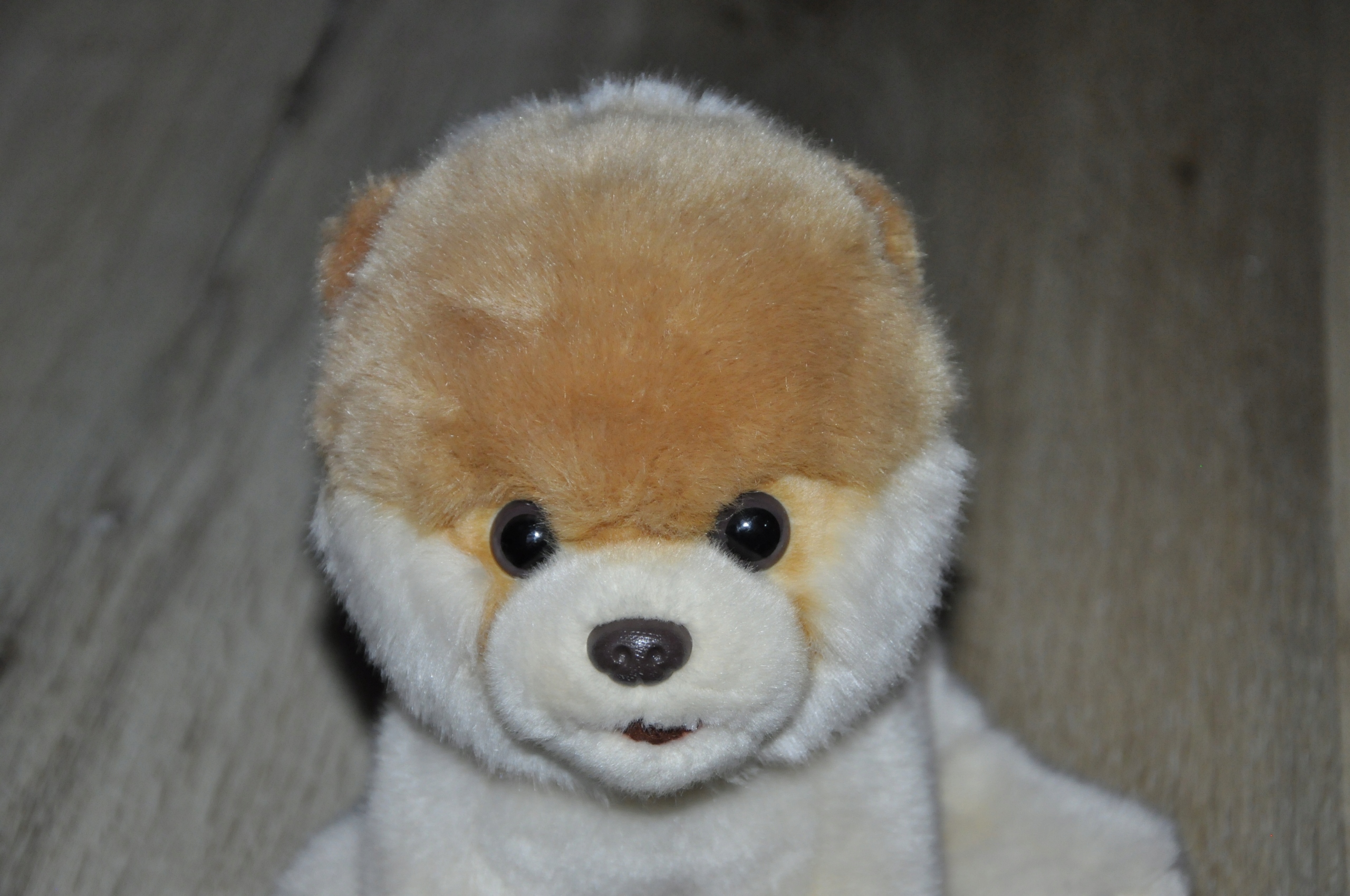 Pomeranian - Boo - Niska cena na Allegro.pl