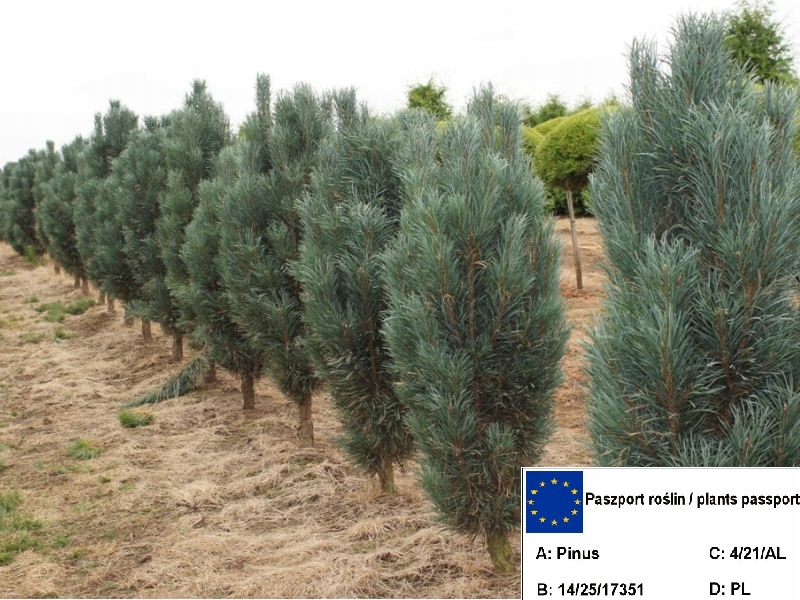 Sosna Czarna 'Pinus' FASTIGIATA • Cena, Opinie • Drzewa i krzewy ...