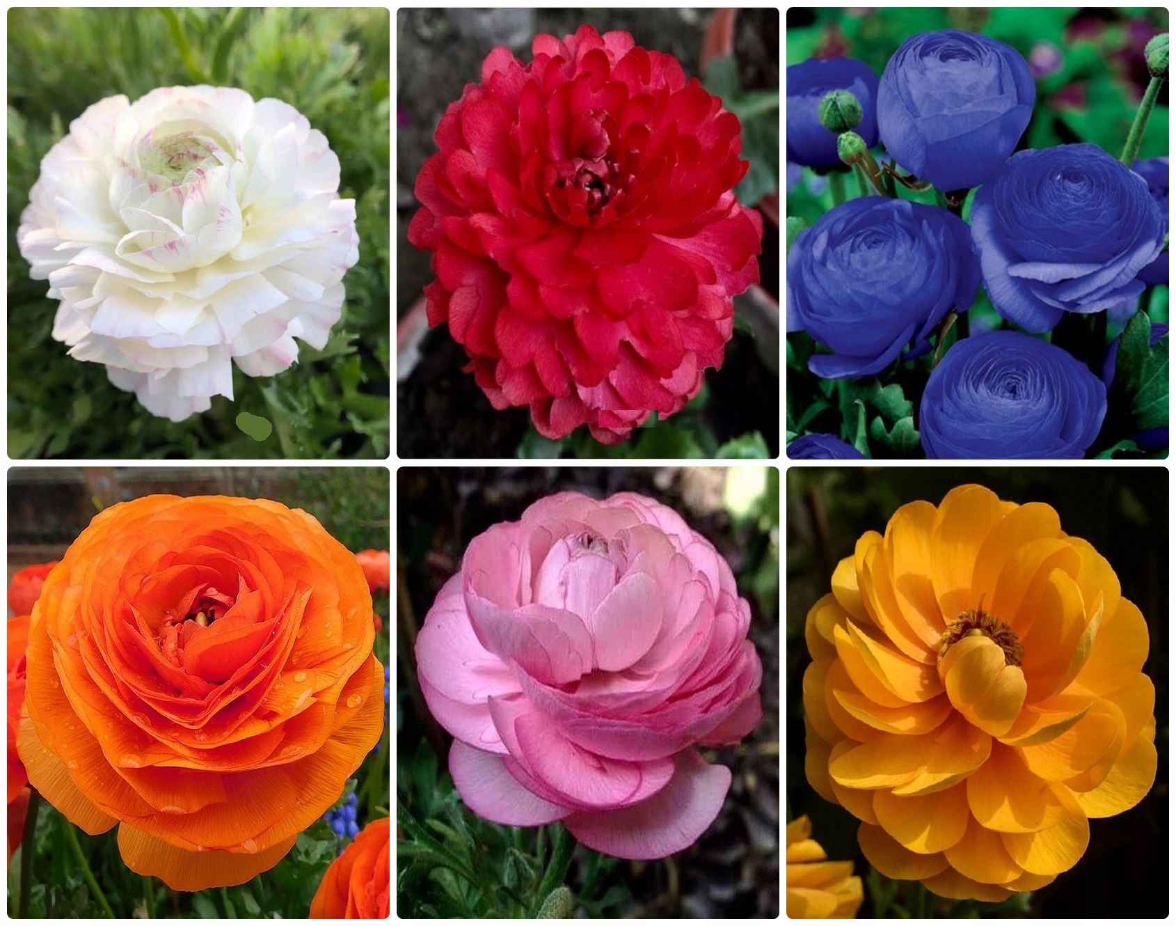 Jaskry Ranunculus zestaw 6 kolorów razem 60 sztuk (5901924849391 ...