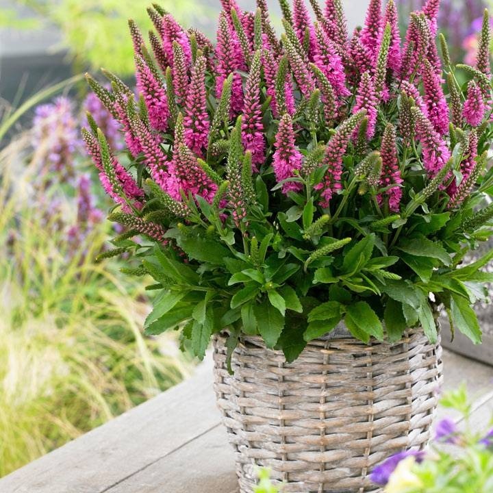 Bylina RÓŻOWY Przetacznik Veronica FIRST LOVE - zestaw 2 sztuki P9 ...