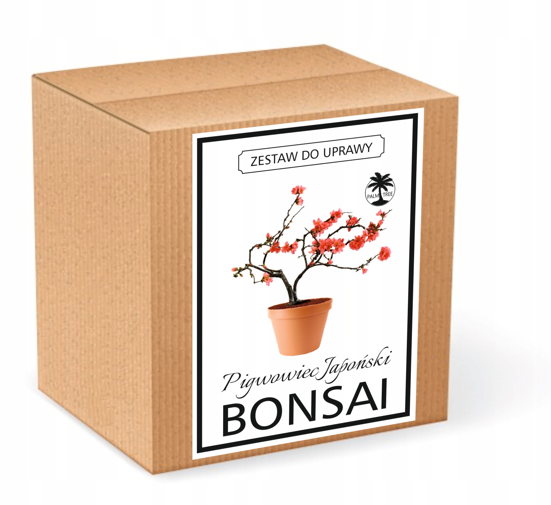 Zestaw do uprawy BONSAI Pigwowiec Japoński drzewko (łatwa uprawa bonsai ... Zestaw do uprawy BONSAI Pigwowiec Japoński drzewko (łatwa uprawa bonsai ...