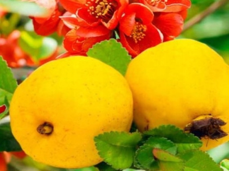 CYTRYNA PÓŁNOCY PIGWOWIEC JAPOŃSKI CIDO DUŻY OWOC • Cena, Opinie ...