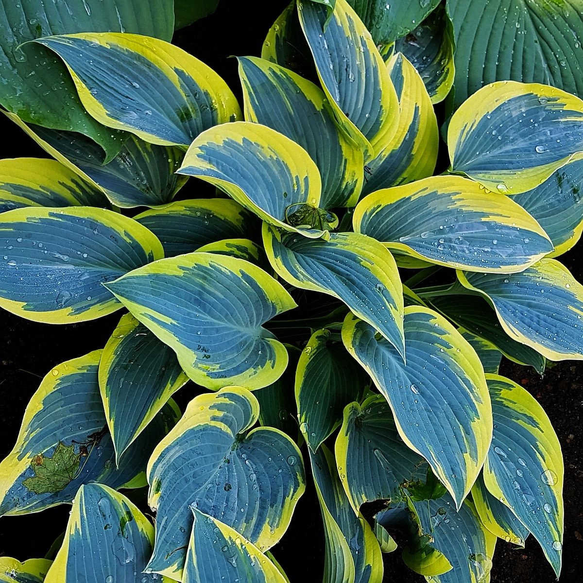 Hosta Funkia Invincible - Niska cena na Allegro