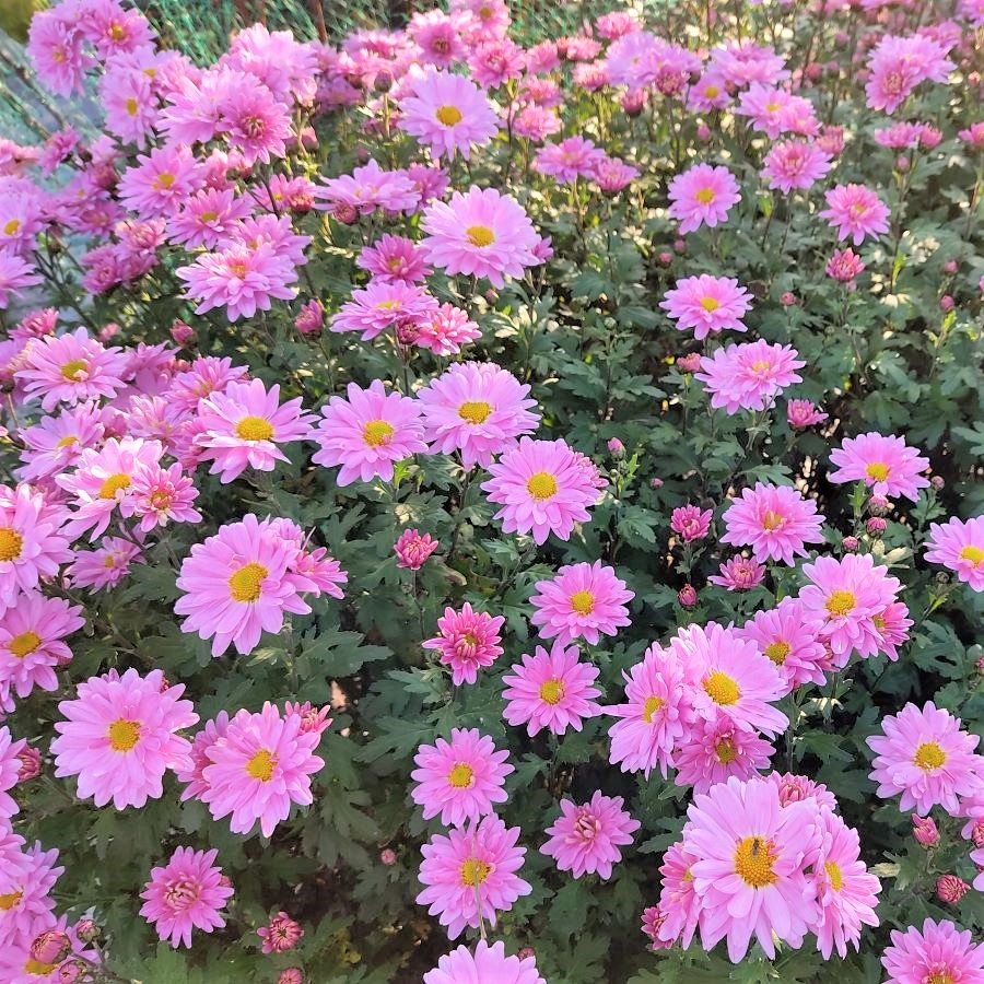 Chryzantema Ogrodowa - Niska cena na Allegro.pl