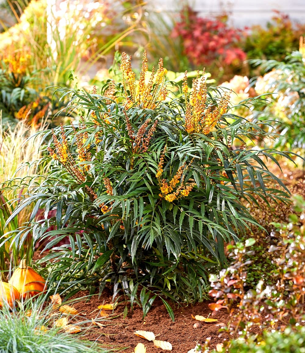 Mahonia volcano pomarańczowy, różnobarwny, żółty sadzonka w pojemniku 3 ...