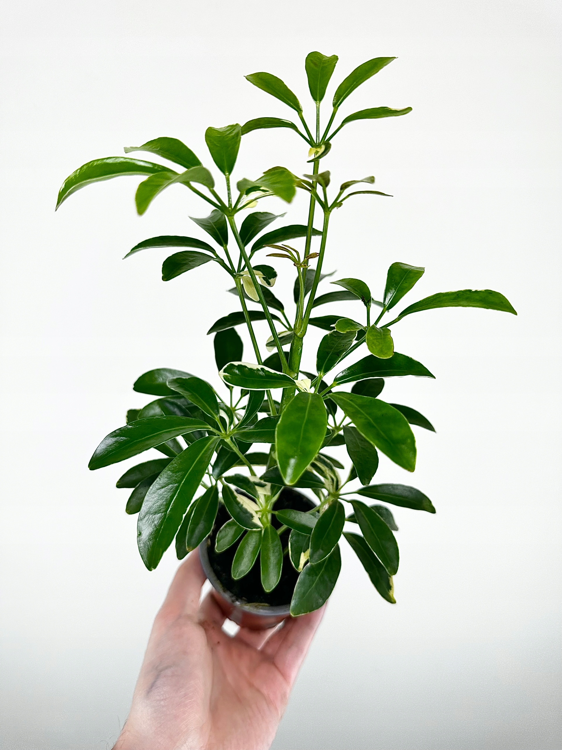 Szeflera SCHEFFLERA MOONDROP don.9cm • Cena, Opinie • Rośliny ...