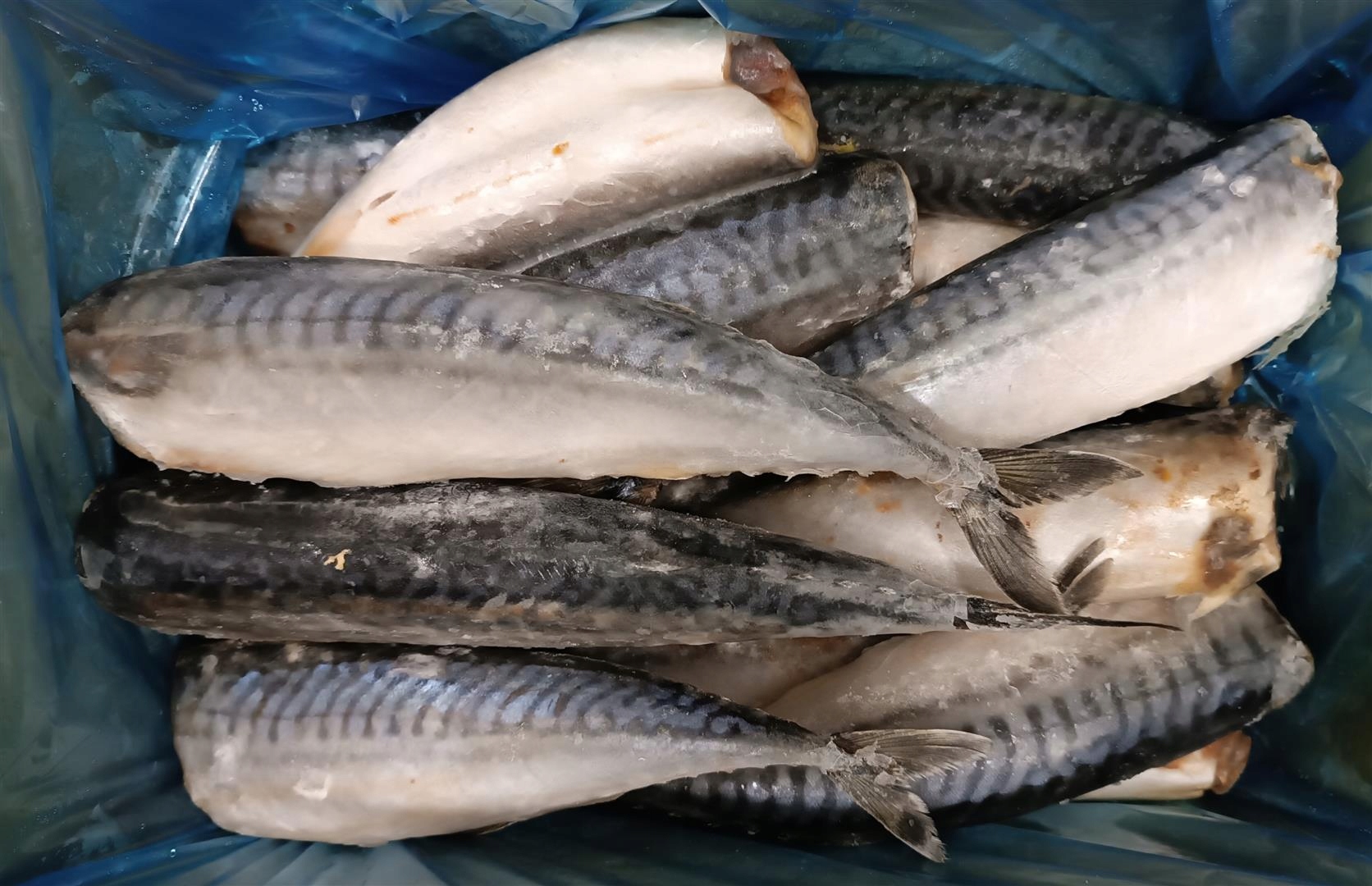 MAKRELA TUSZA BEZ GŁOWY 2KG 13362345711 - Allegro.pl