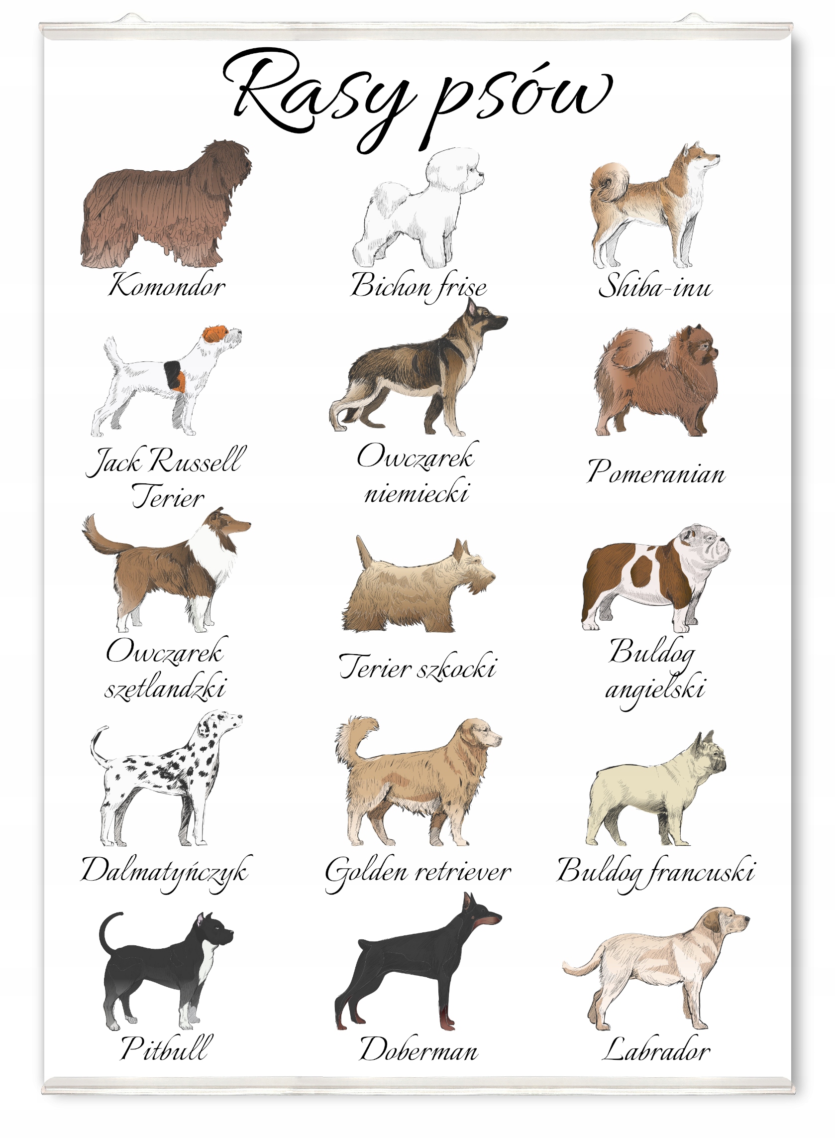 Plakat z rasami psów na ścianę rasy psów psy pies (pl12545691) • Cena ...