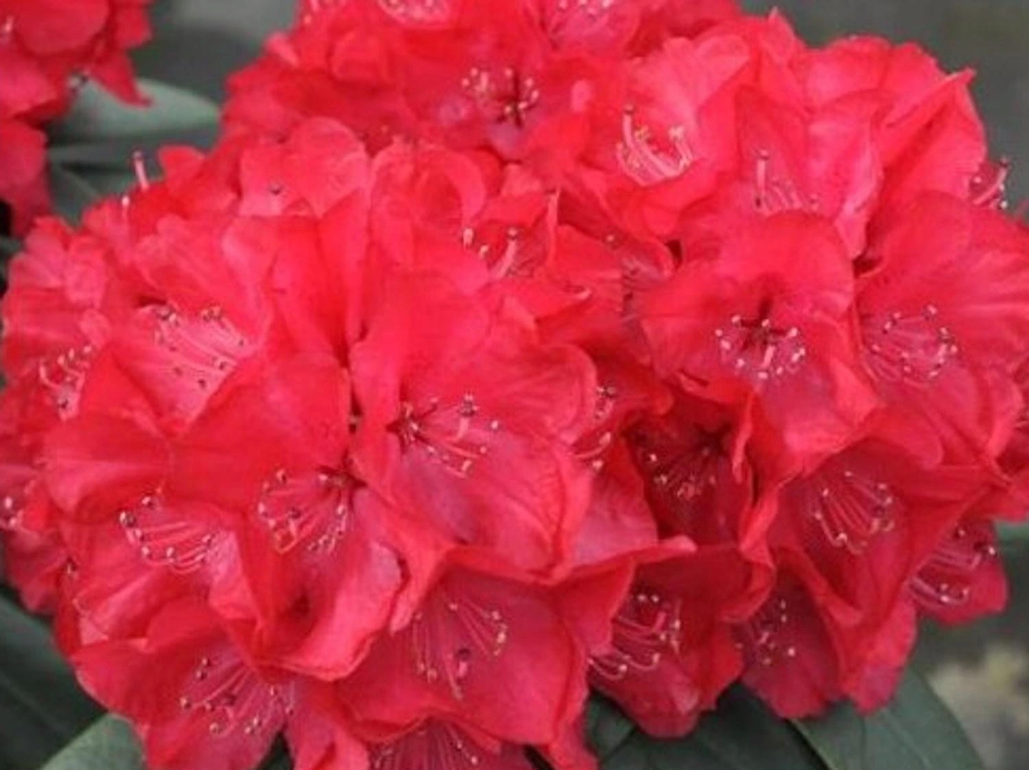 Rododendron Władysław Jagiełło - Niska cena na Allegro