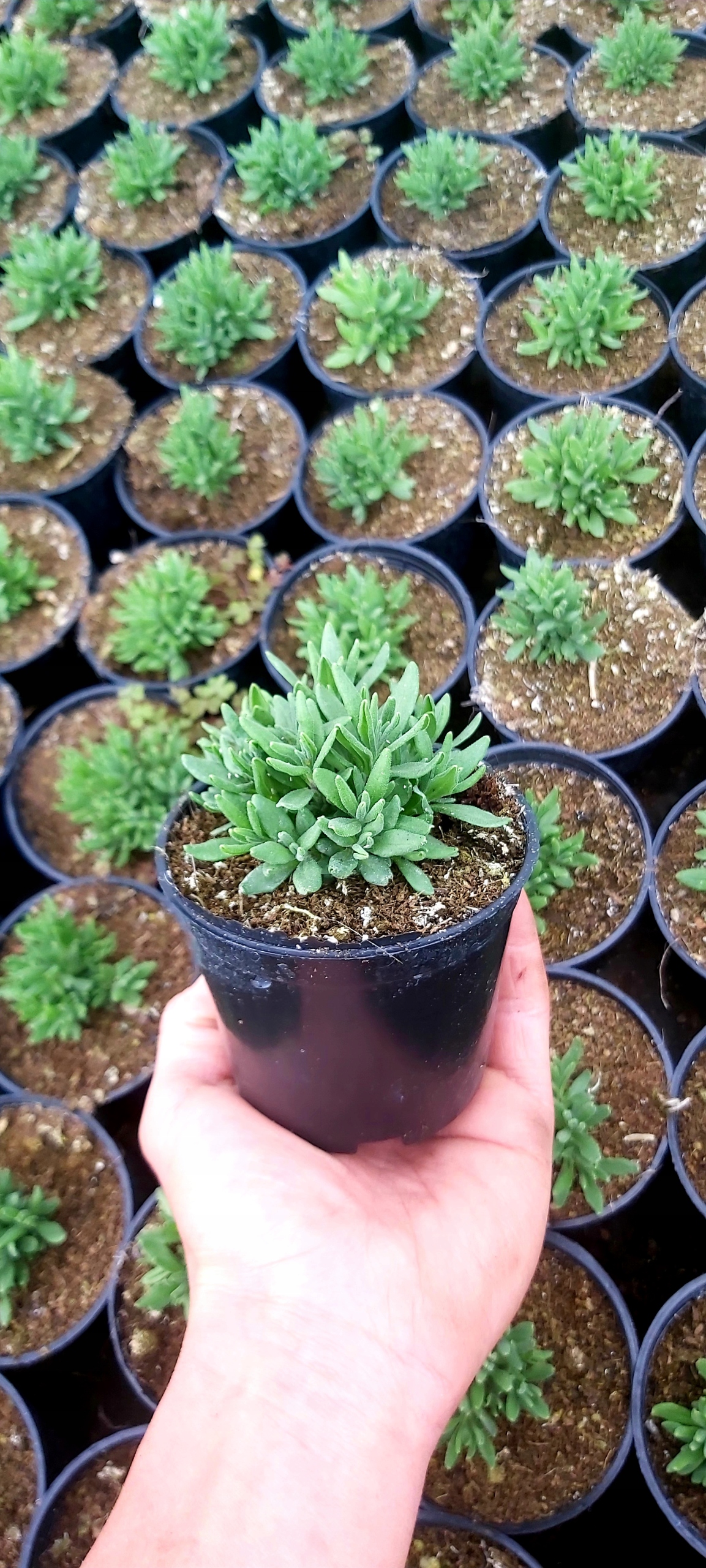 Lawenda fioletowy sadzonka w pojemniku 0,5-1l • Cena, Opinie • Byliny ...