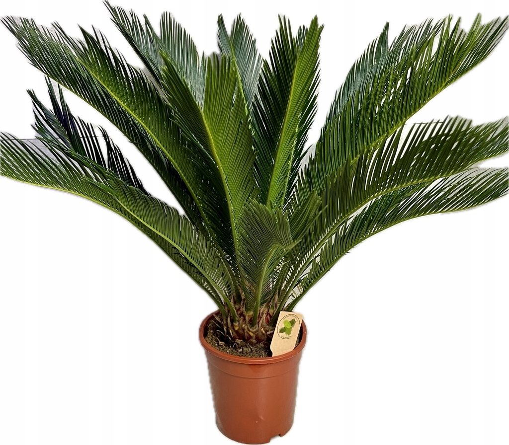 Cycas Revoluta Cykas Sagowiec XL • Cena, Opinie • Rośliny doniczkowe ...