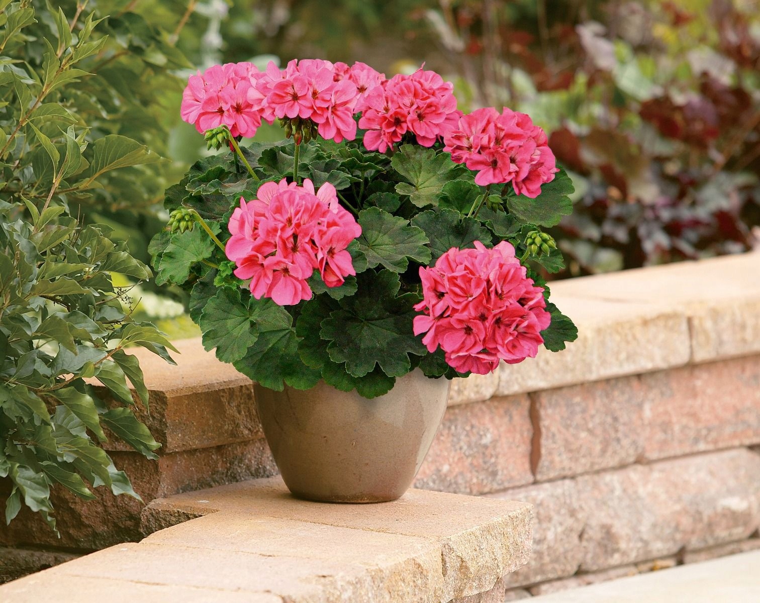 Pelargonia Champion Flamingo 6 szt. 13667109632 - Allegro.pl