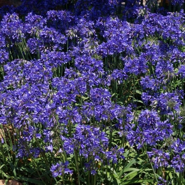 Agapant Biały - Agapanthus - Rośliny ogrodowe - Największy wybór roślin ...