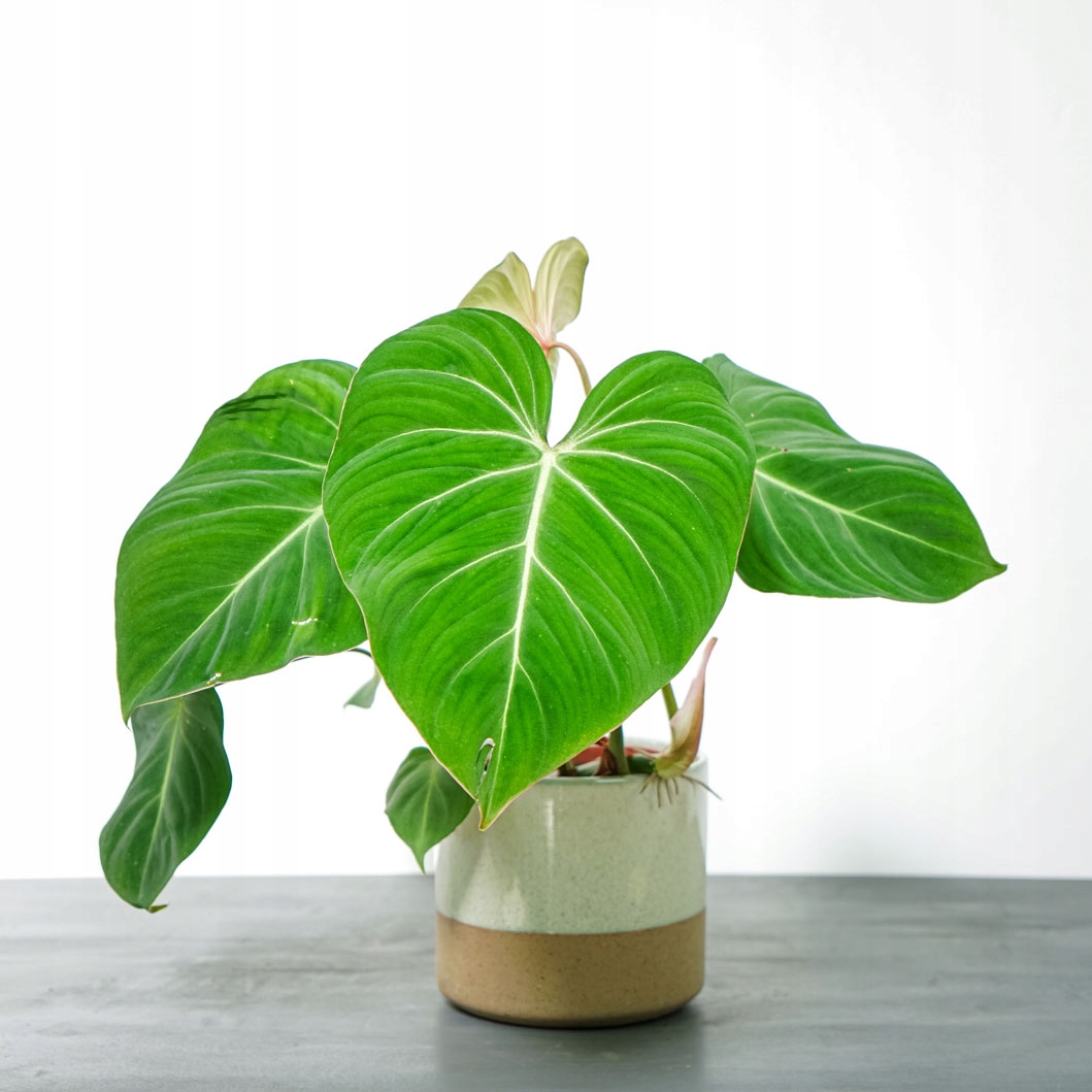 Philodendron Gloriosum XS Filodendron Rzadki Welur (PHIL-GLOR-6) • Cena ... Philodendron Gloriosum XS Filodendron Rzadki Welur (PHIL-GLOR-6) • Cena ...