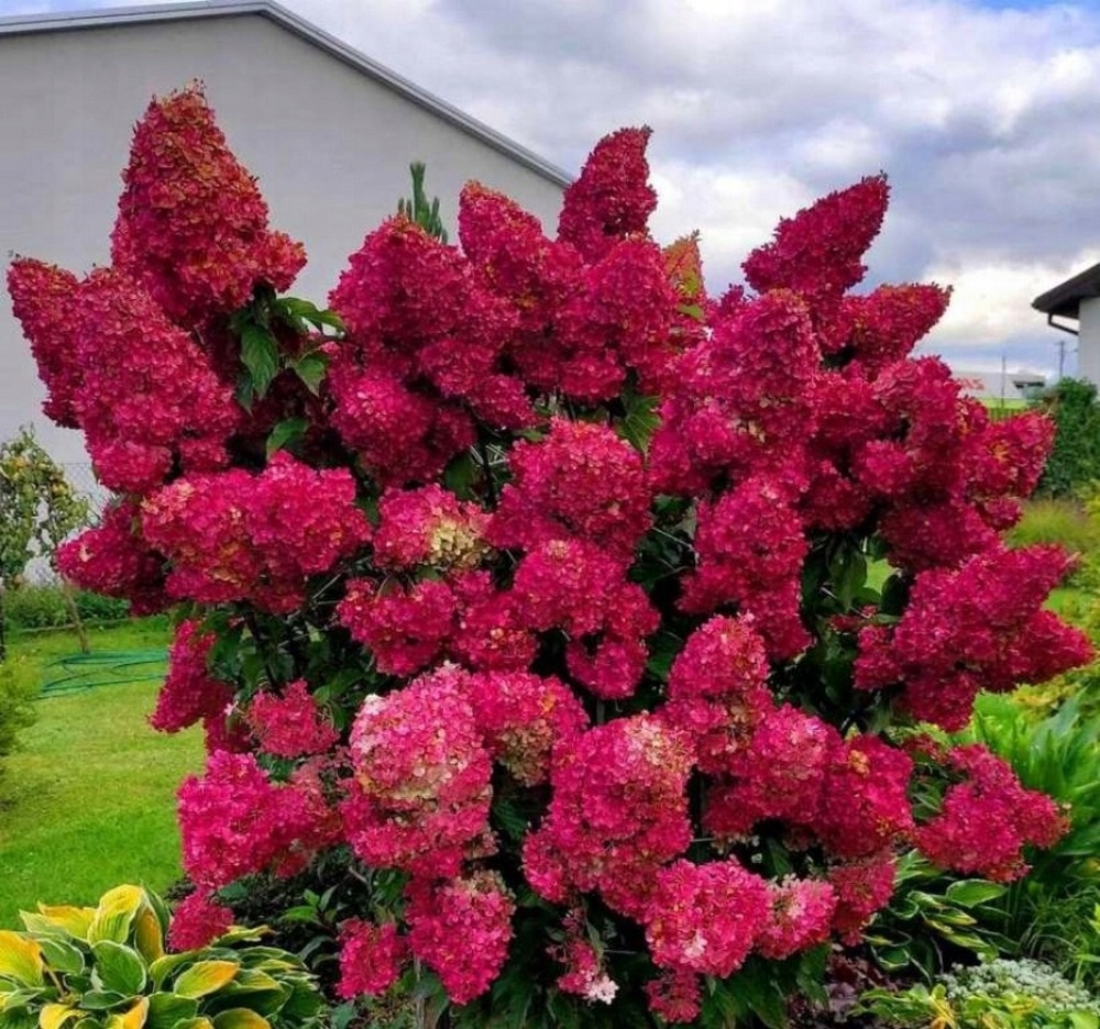 Hortensja bukietowa 'Diamant Rouge' (Hydrangea paniculata 'Diamant ...