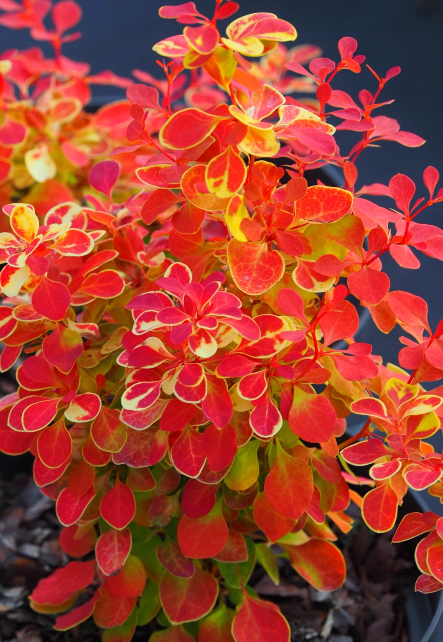 berberys ..DESPERADOS" OGNISTE KOLORY W OGRODZIE • Cena, Opinie ...