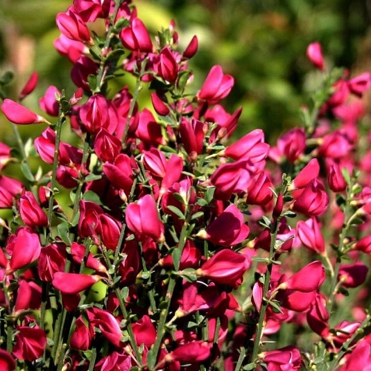 Žarnovec 'Boskoop Ruby' (Cytisus) za 16.77EUR - Allegro