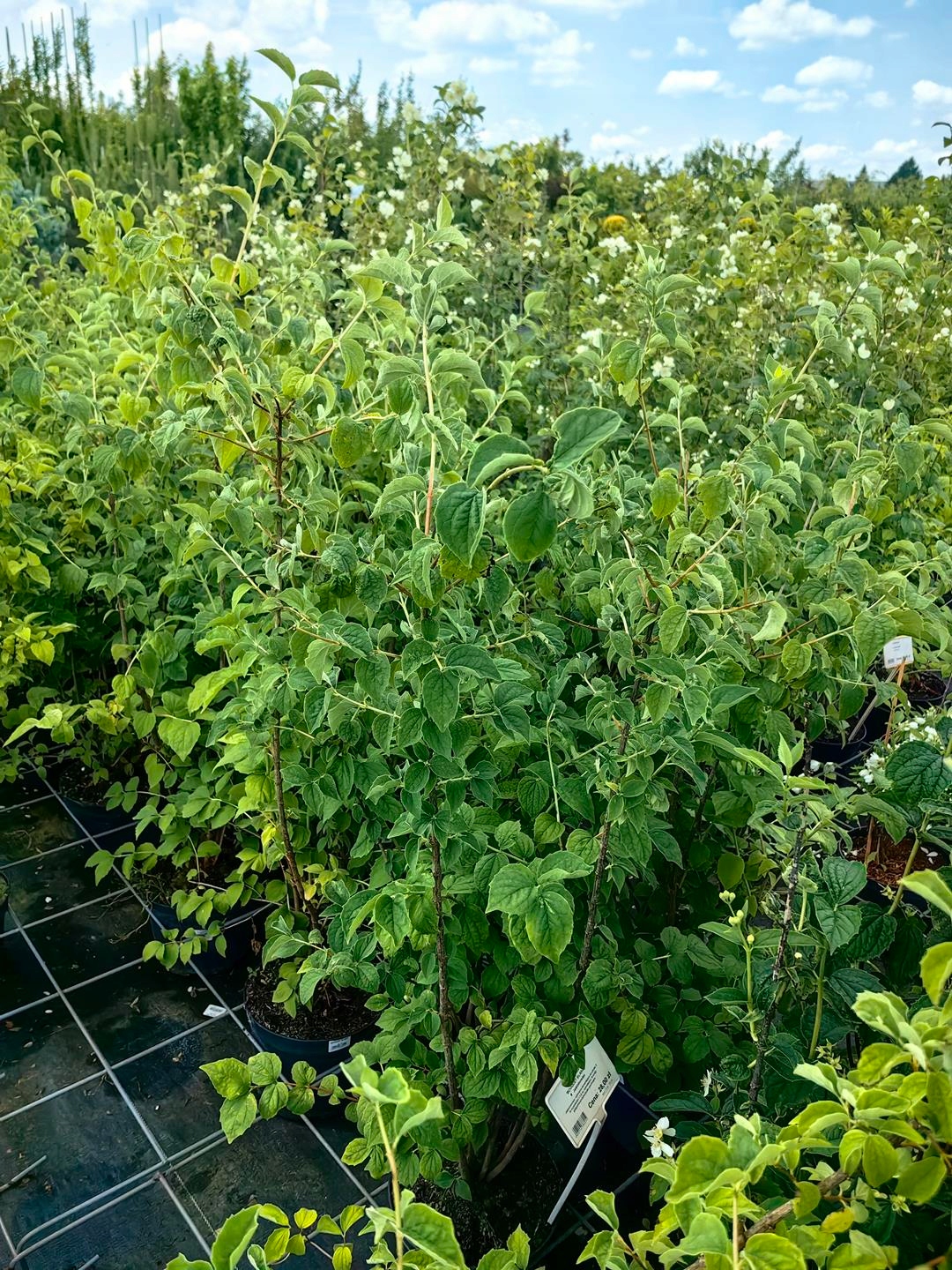 Philadelphus coronarius - Jaśminowiec Wonny Bouquet Blanc - duża sadzonka • Cena, Opinie ...