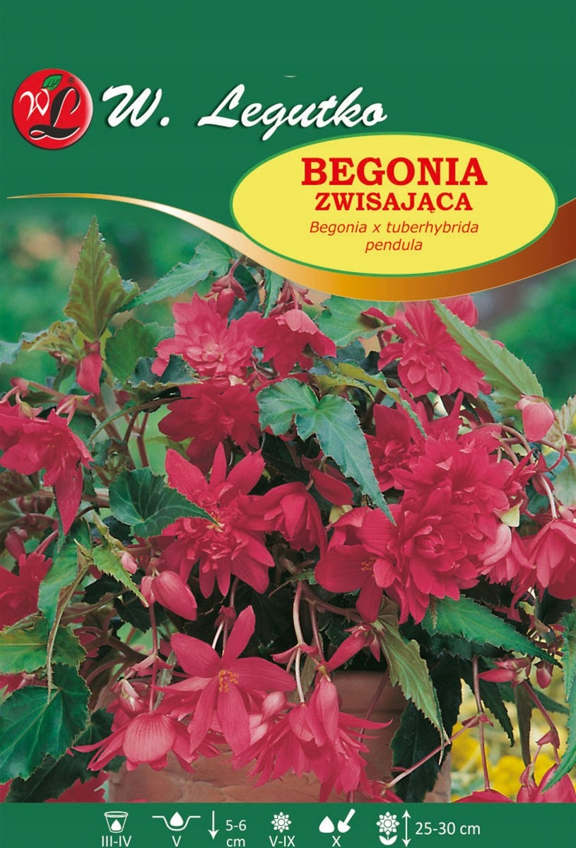 Begonia bulwiasta zwisająca różowa 1szt/L07 • Cena, Opinie • Bulwy ... Begonia bulwiasta zwisająca różowa 1szt/L07 • Cena, Opinie • Bulwy ...