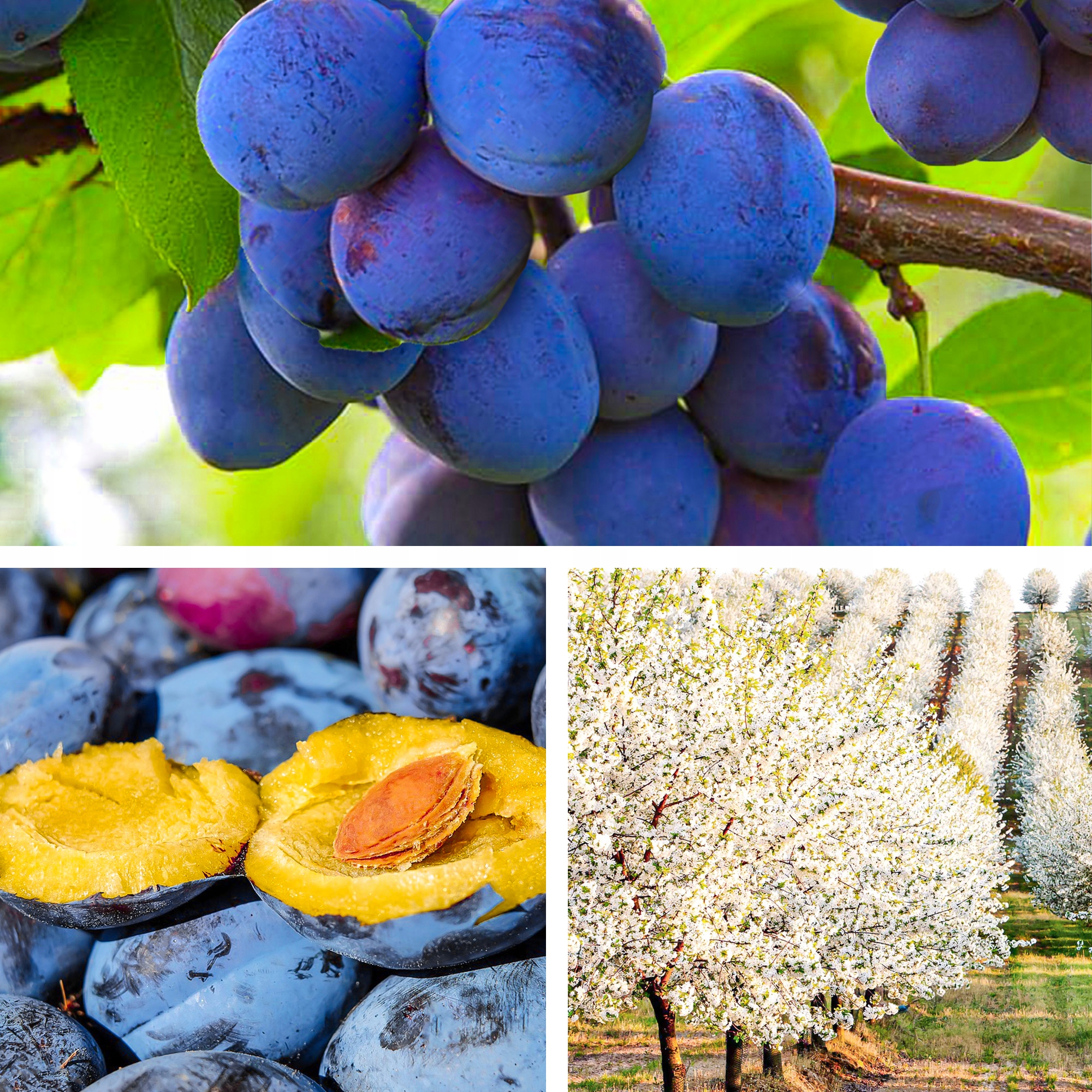 SADZONKI DRZEWKA OWOCOWE ŚLIWA WĘGIERKA ZWYKŁA SAMOPYLNA ODMIANA ...