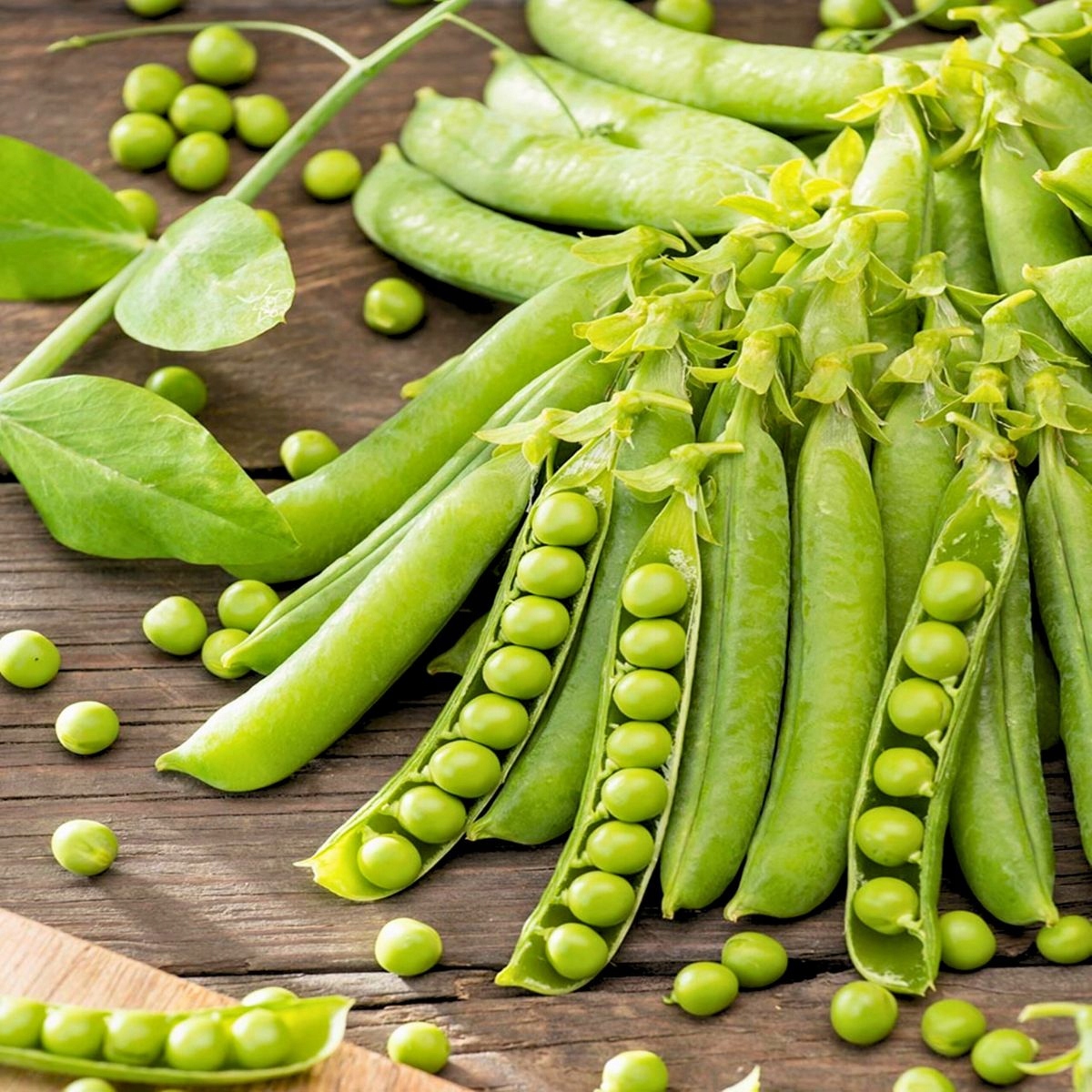 Nasiona PlantiCo groch i bób 50 g - porównaj ceny - Allegro.pl