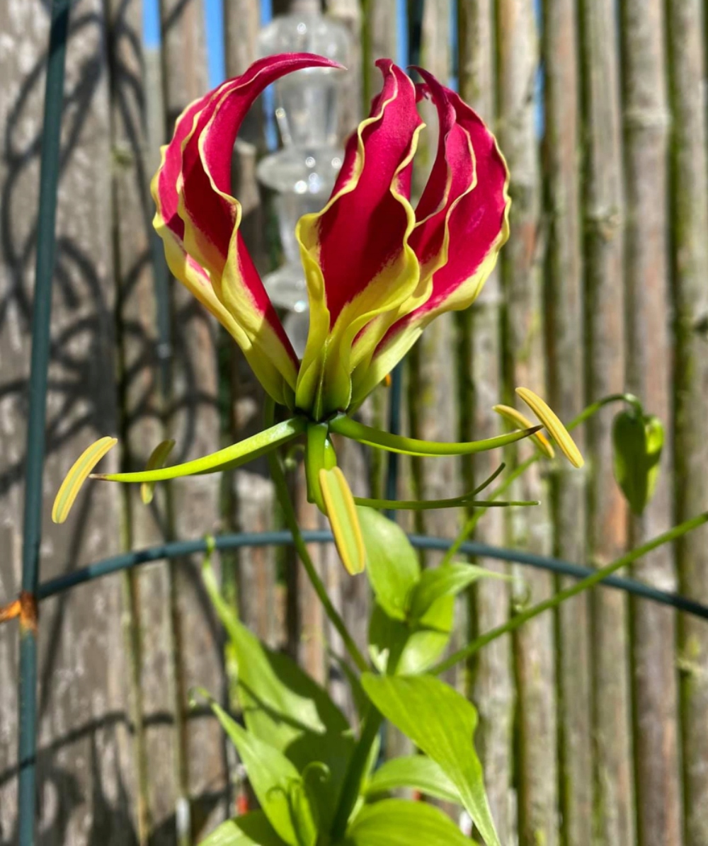 Gloriosa Carsonii Glorioza Carsona • Cena, Opinie • Rośliny ozdobne ... Gloriosa Carsonii Glorioza Carsona • Cena, Opinie • Rośliny ozdobne ...
