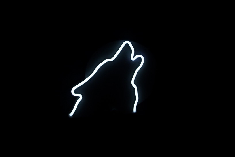 Neon Wilk - Niska cena na Allegro.pl