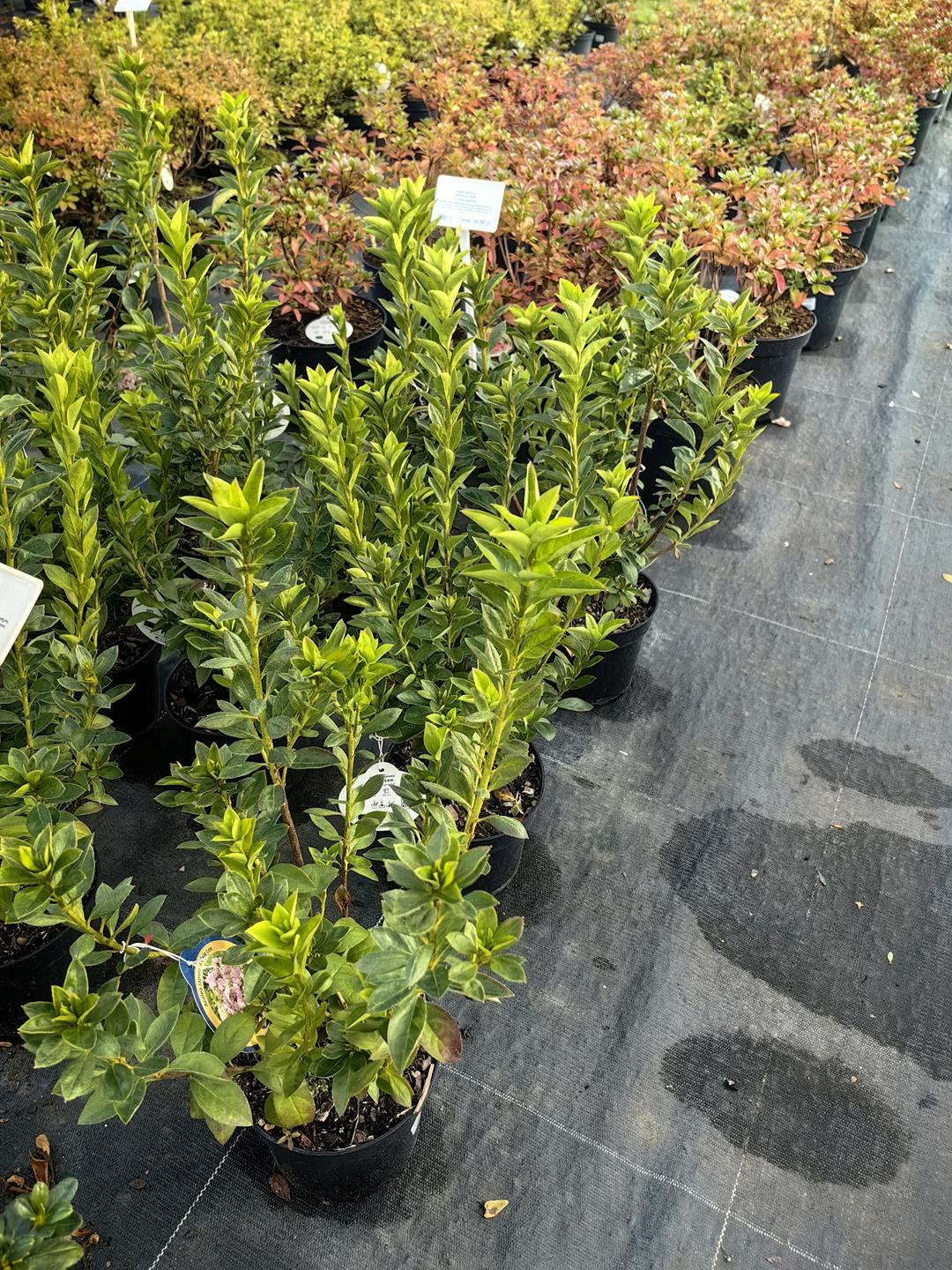 Azalia biały, różowy sadzonka w pojemniku 3-5l • Cena, Opinie • Byliny ...