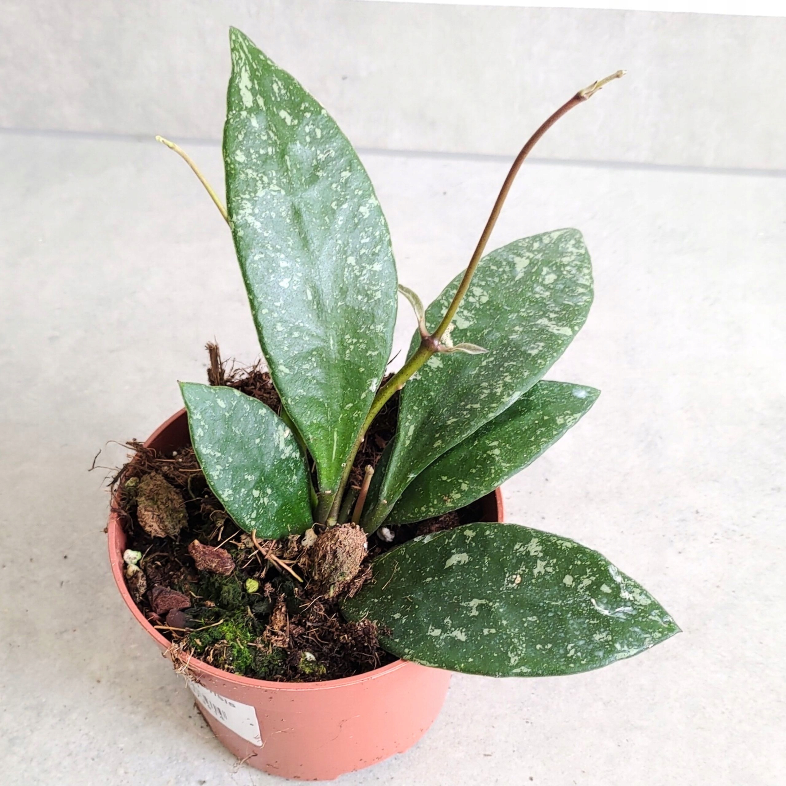 Hoja / Hoya Rundumensis Splash - kolekcjonerska • Cena, Opinie ...