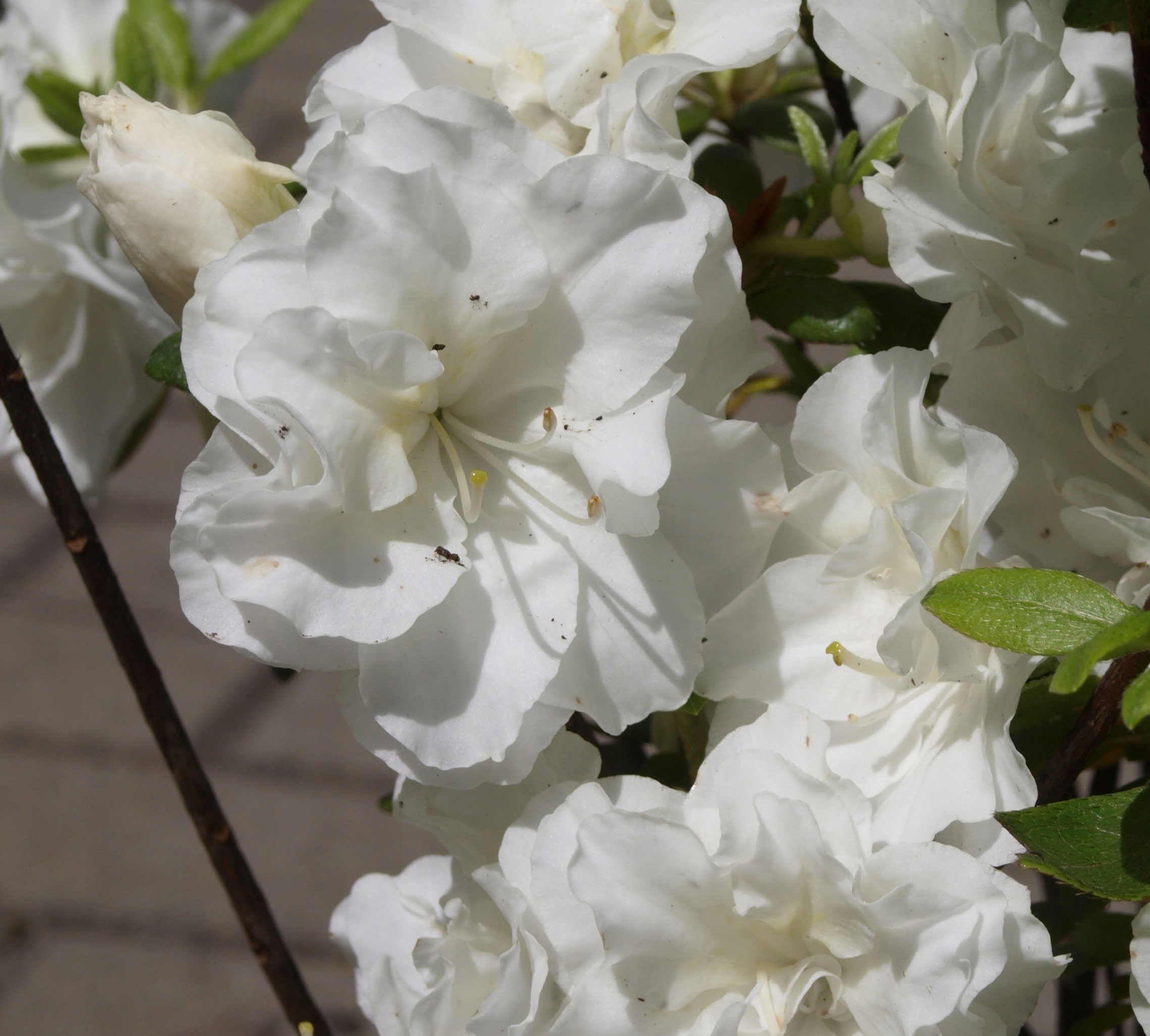 Różaneczniki i azalie sadzonka w pojemniku 1-2l 20-25 cm • Cena, Opinie ...