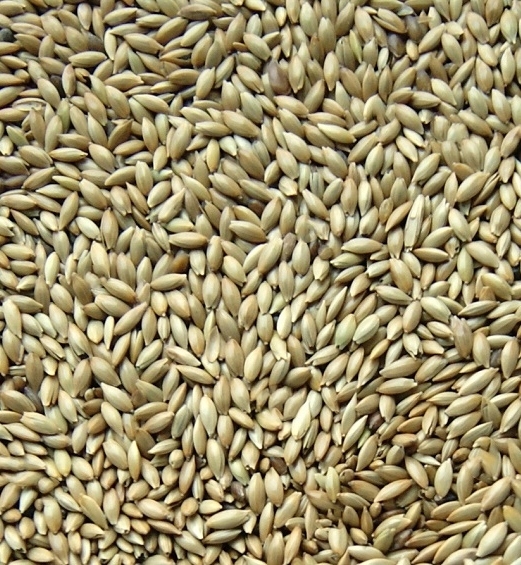 Mieszanka Czempion 1 kg (5903726840521) • Cena, Opinie • Karmy i ...