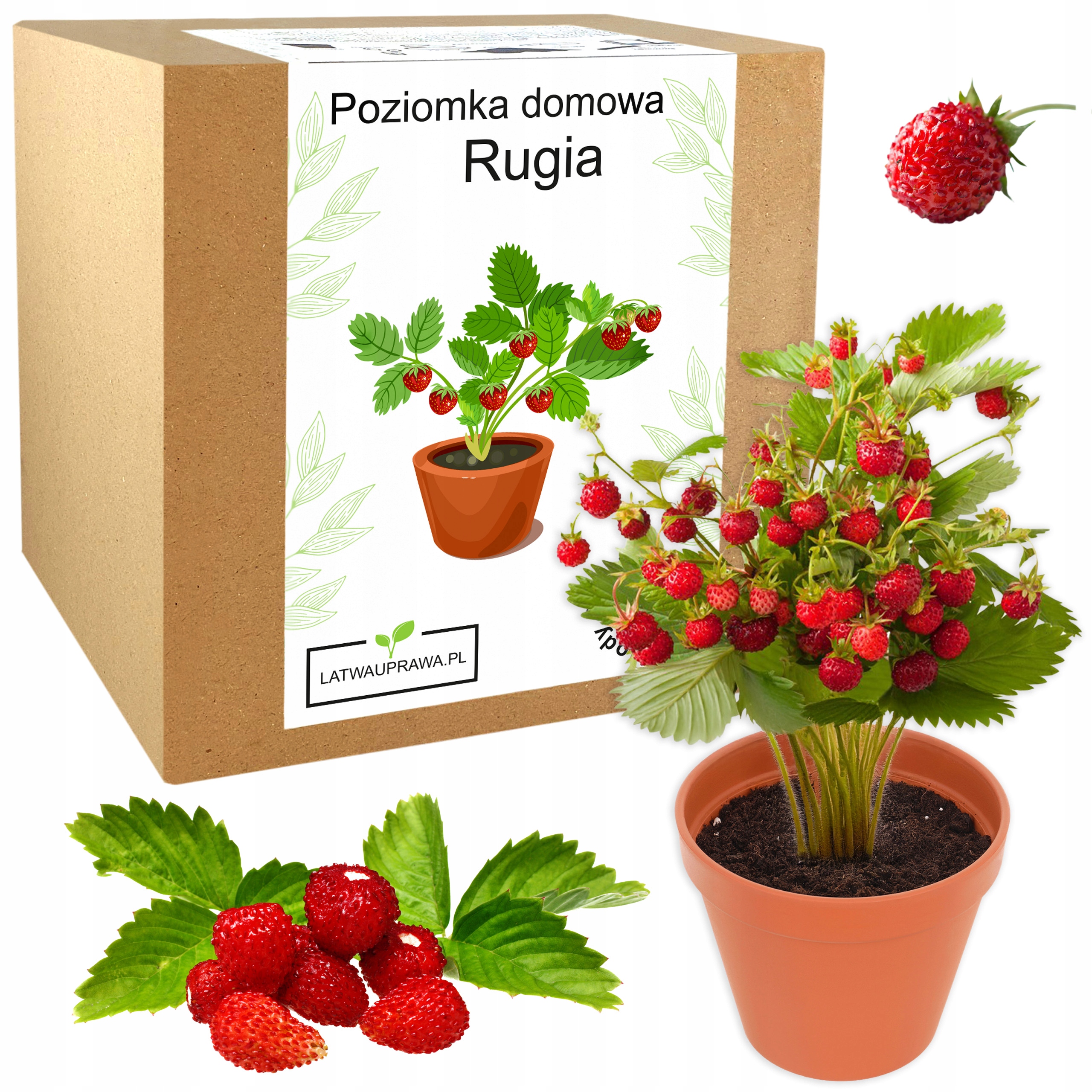 Zestaw do Uprawy Poziomka Domowa RUGIA nasionka (5905427320739) • Cena ...